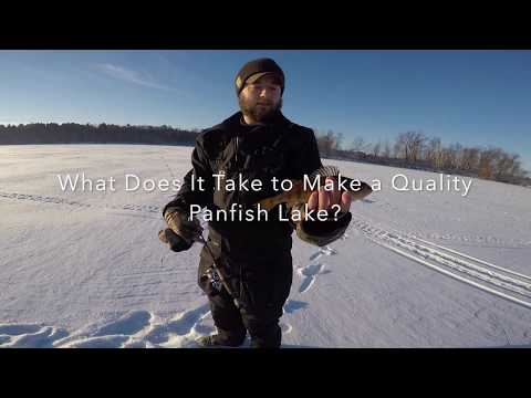 Panfish Talk With WI DNR. ??WHAT MAKES A QUALITY PANFISH FISHERY??