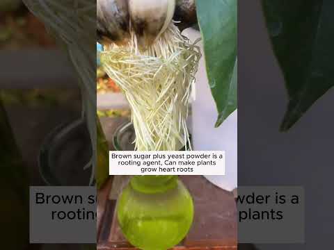 4 tips from brown sugar #agriculture #farming #gardening