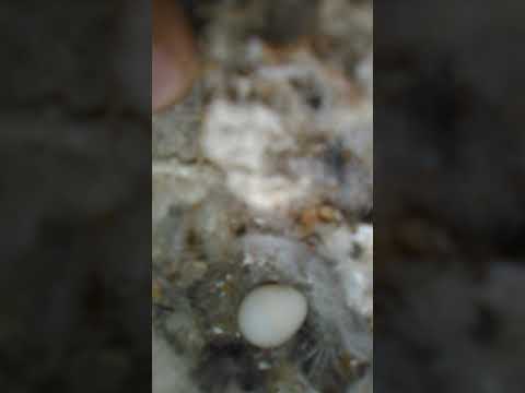 A hummingbird's nest with an egg.
