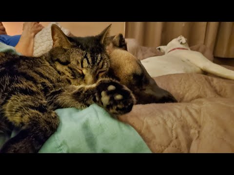 Cat Rescue Adoption | Pet Vlog | My Thoughts on Pet Adoption