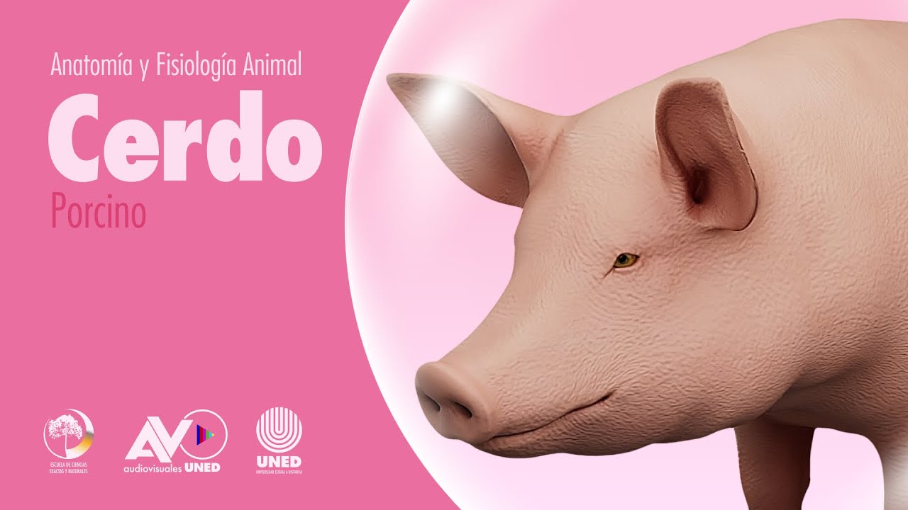 Animalia - Cerdo (Suino)