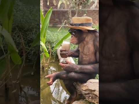 funny monkey ๐/#shorts