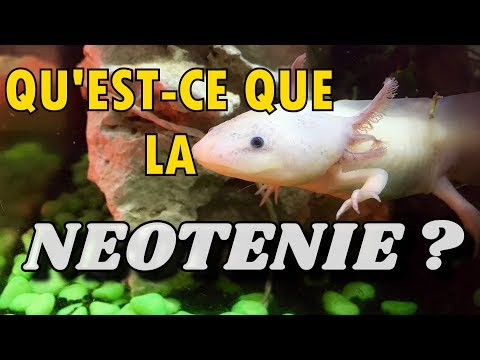 QU’EST-CE QUE LA NEOTENIE ? – PHILOSOPHIA