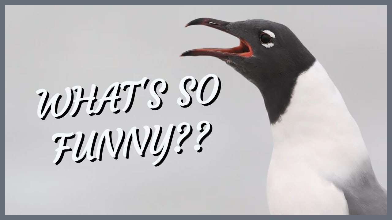 The Laughing Gull: Everything you need to know | Sound/Call/Song, Flocks, Location, Stealing, Flying