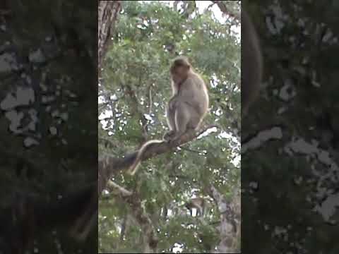 Rhesus Monkeys: Masters of Adaptation in the Wild # Shorts #wildlifephotoghraphy #nature #travel