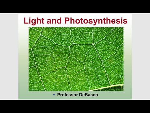 Light and Photosynthesis