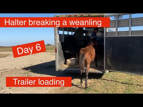 Halter breaking a weanling Day 6 Trailer loading