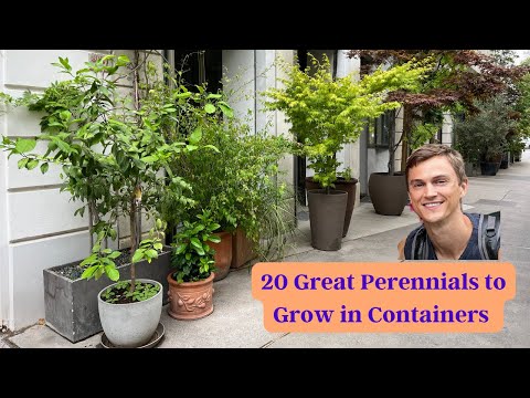 20 Great Perennials to Grow in Containers