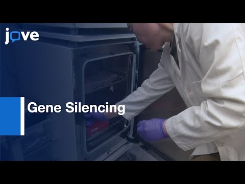 Lentiviral Mediated Gene Silencing in Human Pseudoislet | Protocol Preview