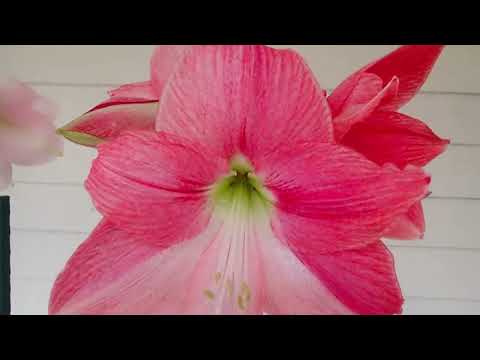 Hollywood,Blushing Bride and Ballerina Amaryllis – Lake Mary Gardens