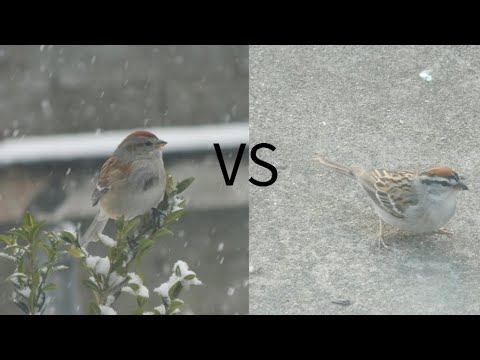 American Tree Sparrow vs. Chipping Sparrow: What’s the Difference?