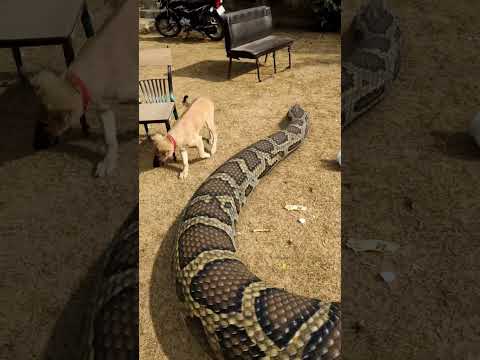 Giant snake playing with Dog in Park #snake #shorts