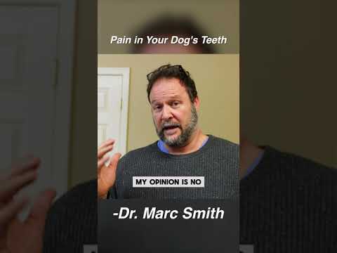 Does My Dog Feel Tooth Pain? By Marc Smith, DVM, MS