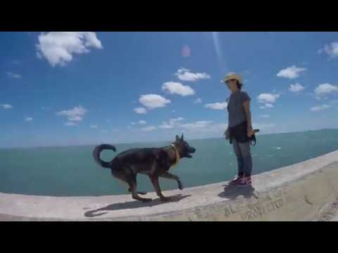 LightHouse | Dog Connection