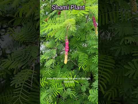 Benefits of Shami plant/Shankar bhagwan favorite Shami Flowers #aadishkiduniya #shorts