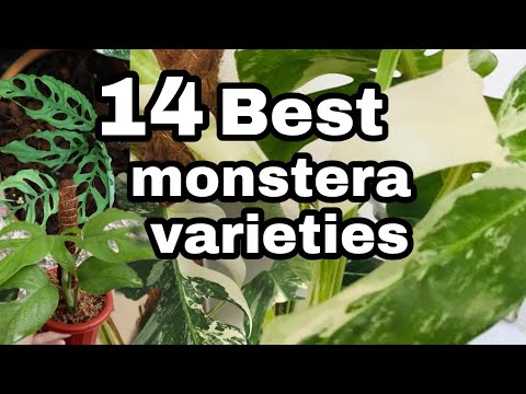 14 types and varieties//monstera//with names