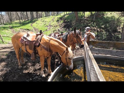 Day in the Life of an American Rancher