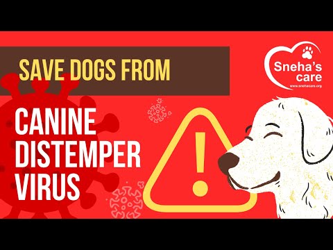 Join our fight against Canine Distemper Virus - a deadly disease