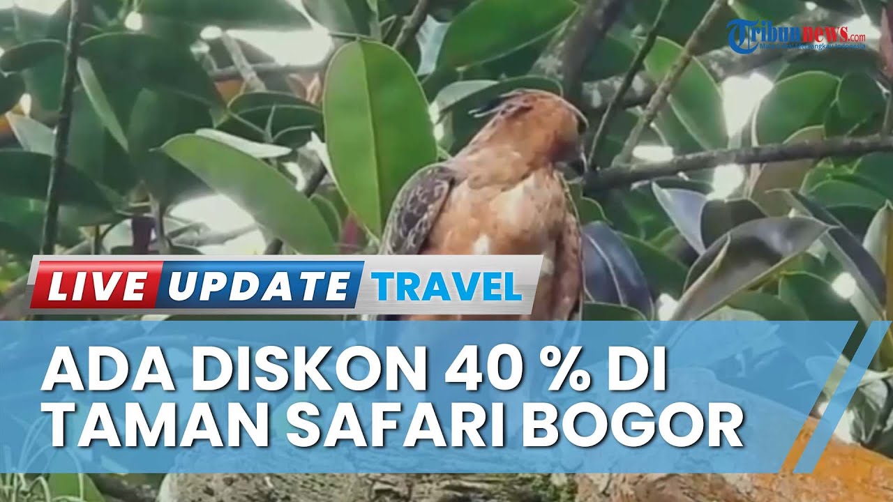 Anniversary ke-5 Giant Panda, Taman Safari Bogor Beri Diskon 40 Persen ...