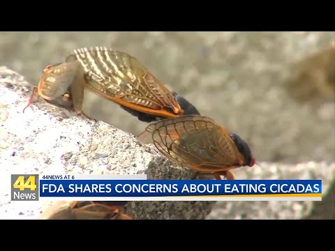 FDA Shares Concerns About Eating Cicadas