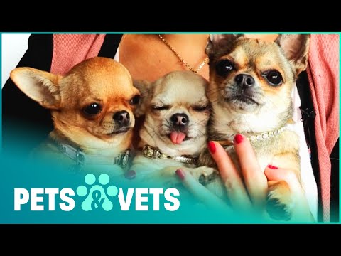 The Smallest Dogs In The World | Super Tiny Animals