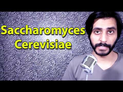 How To Pronounce Saccharomyces cerevisiae