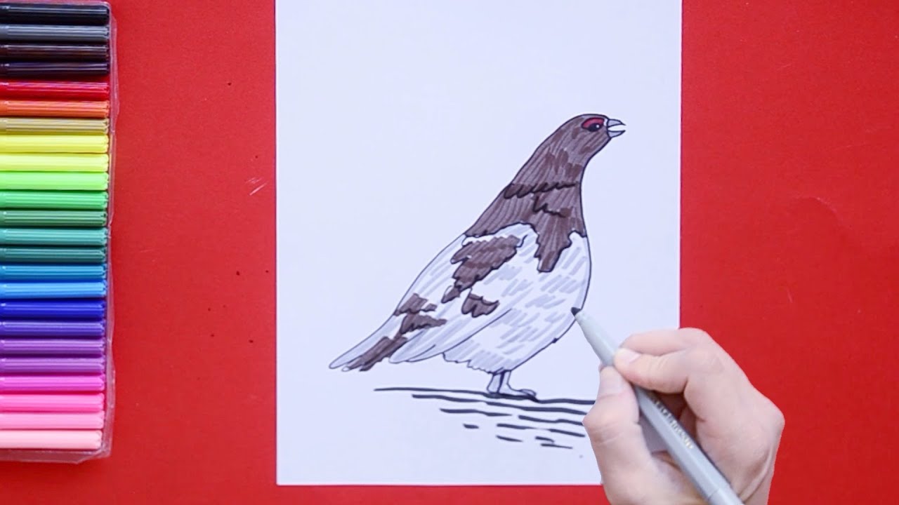 How to draw Willow Ptarmigan - State Bird of Alaska