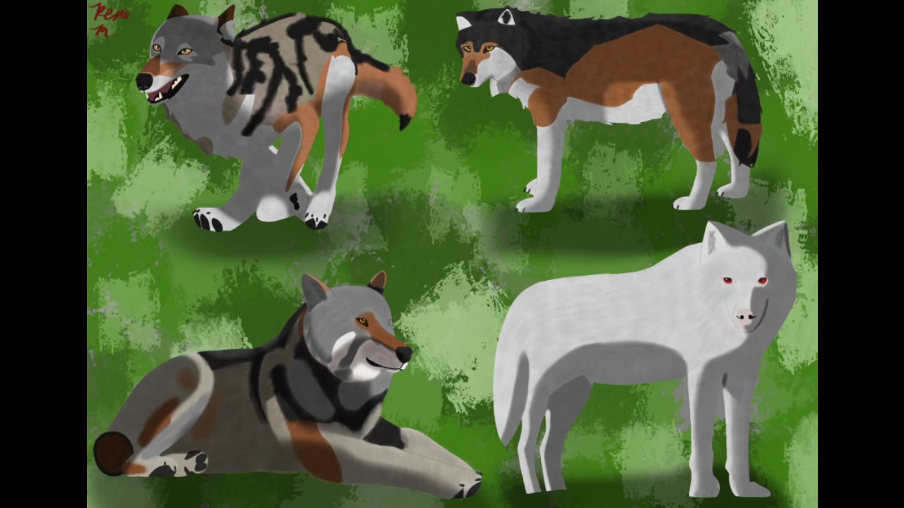 Wolf Pose Study