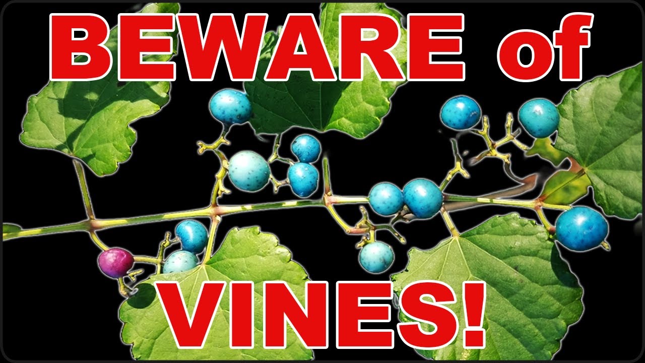 Dirty Dozen Invasive Vines You NEED to Know!