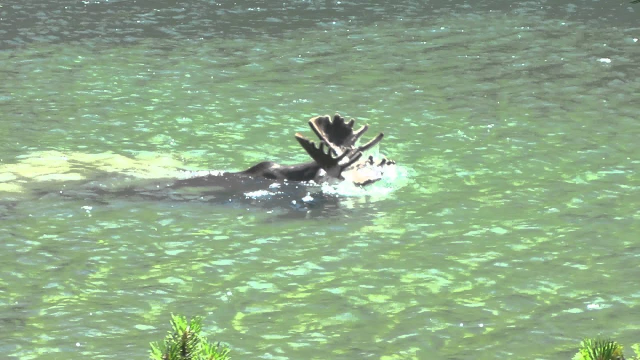 Diving Moose on Swiftcurrent Trail