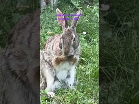 Backyard Bunnies! Rabits