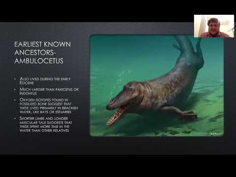 History of the Blue Whale: A Brief Evolutionary Review of the Largest Animal to Ever Live on Earth