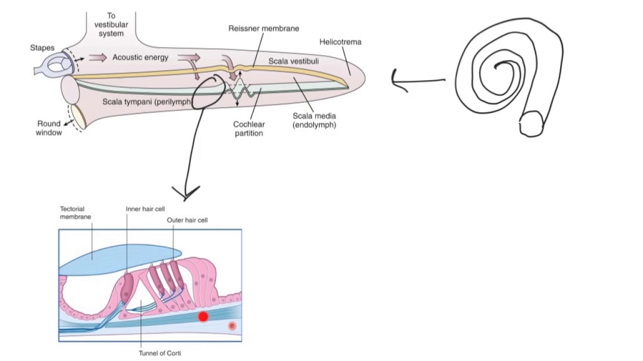 Basics of the cochlea and cochlear implants