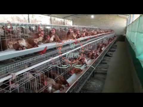 Aseel Chicks - Wholesale Price & Mandi Rate for Asil Chicks in India