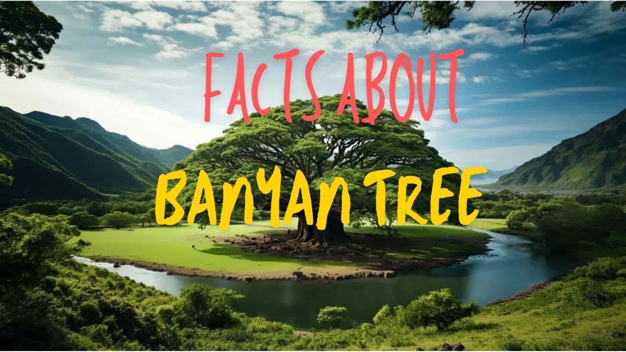 Interesting Facts about Banyan Tree