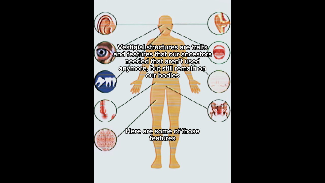 Features that we still have on our bodies from when our ancestors used them #vestigial #evolution
