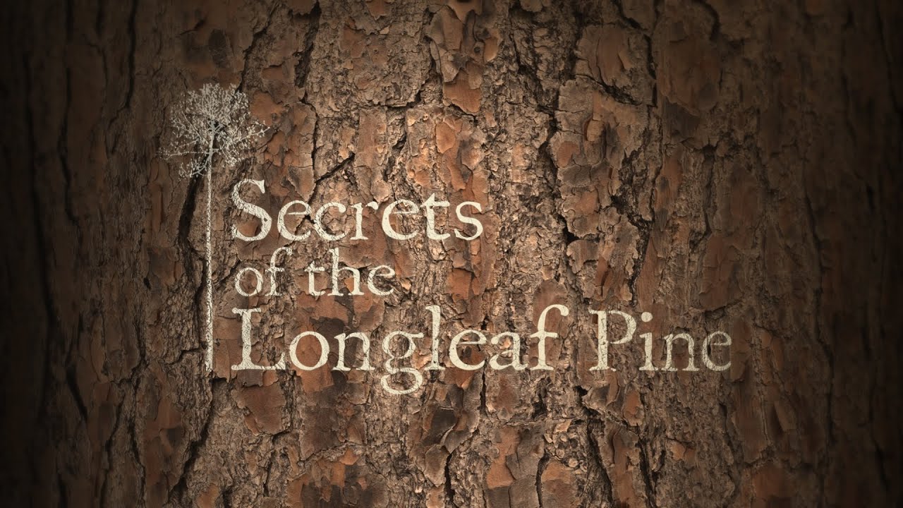 Secrets of the Longleaf Pine