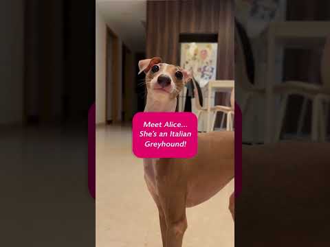 Meet Alice, she’s an Italian Greyhound #shorts