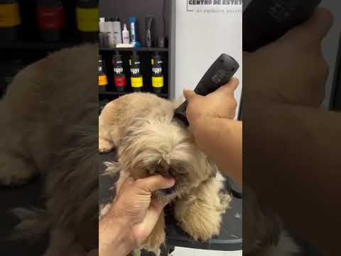 #so cute little dog #pet groomer #super healing puppy #cute pet grooming...