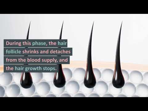 Hair growth cycle: three phases- anagen, catagen, and telogen. || Life13888 || Life Coach