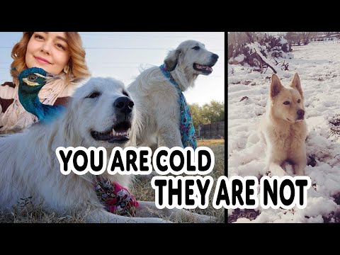 Dogs CAN Live Outdoors, Even in Winter