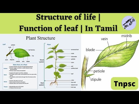Structure of leaf | Function of leaf | In Tamil | Biology | Nammaoorugoogle | Tnpsc |
