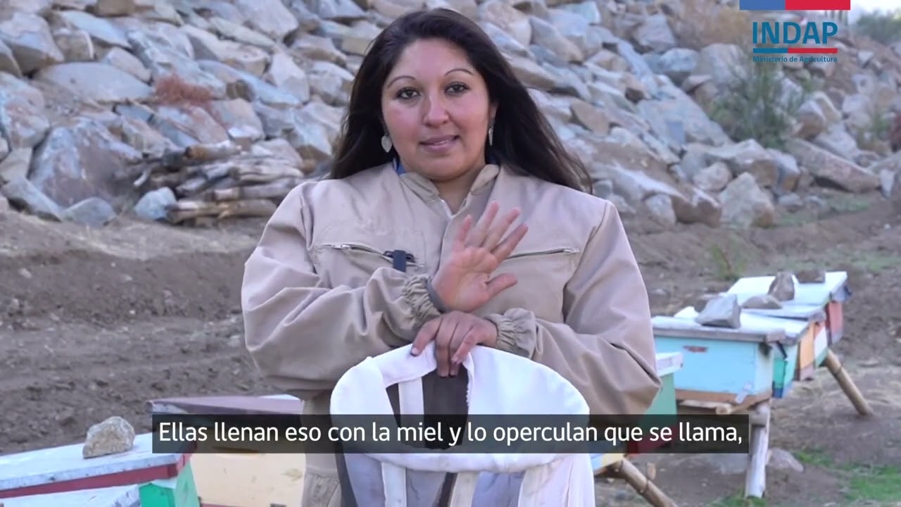 ¡Así se hace la miel! – Chile Agrícola