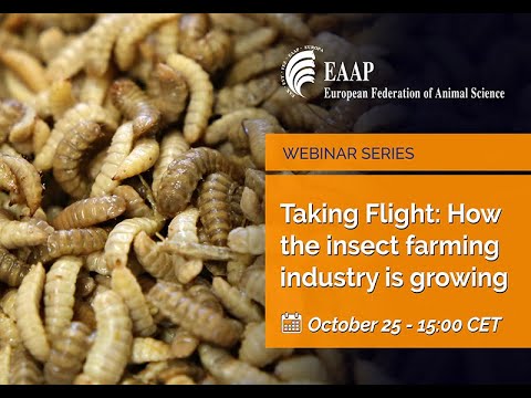 Taking Flight: How the insect farming industry is growing