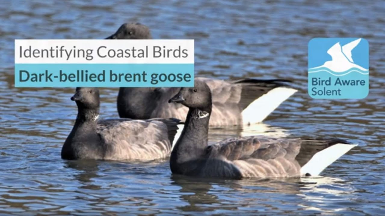 Identifying Coastal Birds: dark-bellied brent geese