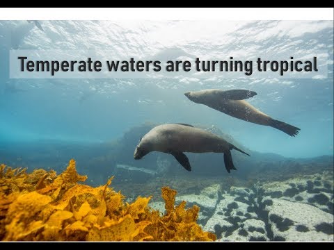 Learn #withme about some impacts of our warming oceans | Prof TRACEY ROGERS