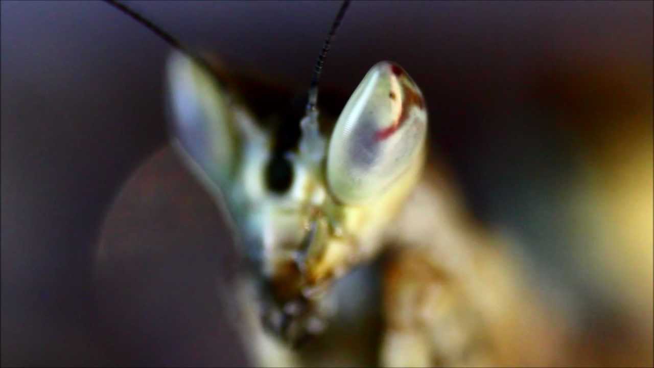 Jeweled flower mantis (Creobroter gemmatus)