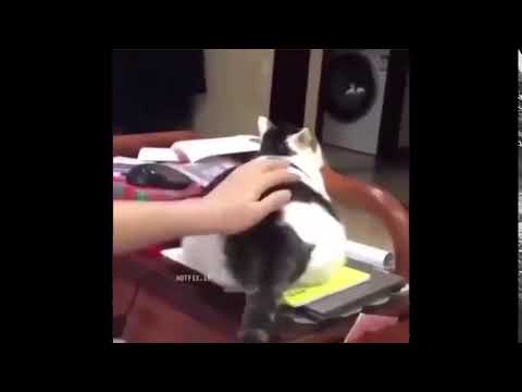 fAt CaT mEMe
