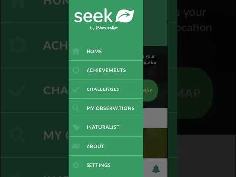 Seek app identifying black walnut shrub