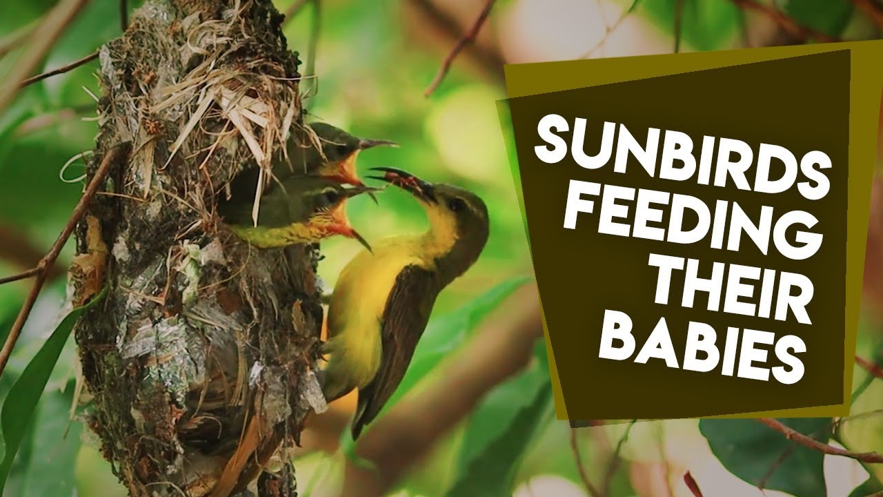SUNBIRDS | Olive Backed Sunbird Pair Feeding their Babies